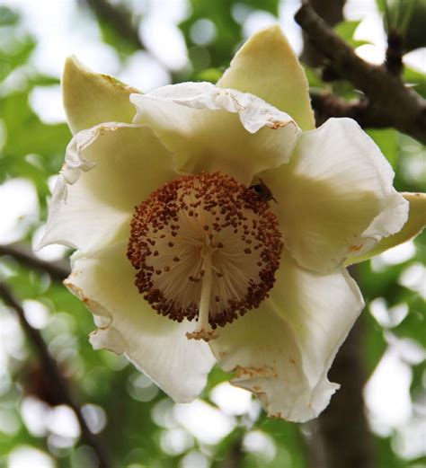 Adansonia Digitata African Baobab Tree For Sale Florida Treeworld