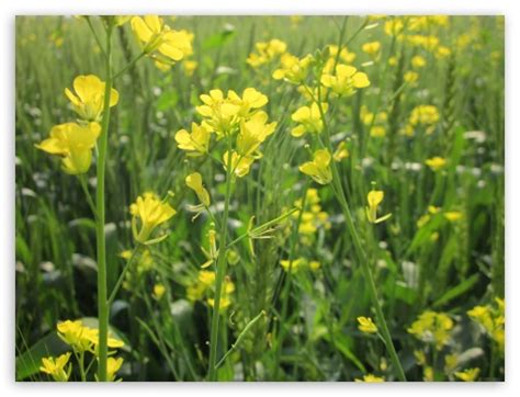 Christian Shashi K Uhd Wallpaper For Ultrahd Desktop And Tv