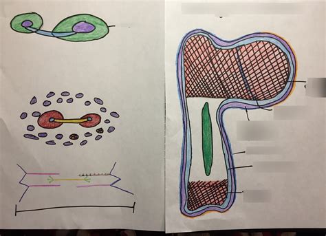 Anatomy Lecture Exam 3 Diagram Quizlet Anatomy Lecture Exam 3 Diagram Quizlet
