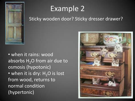 Ppt Real World Examples Of Osmosis Powerpoint Presentation Free Download Id2492766 Ppt Real World Examples Of Osmosis Powerpoint Presentation Free Download Id2492766