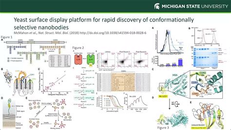 Yeast Surface Display Platform For Nanobody Discovery Mcmahon Kruse Nat Struct Mol Biol 2018