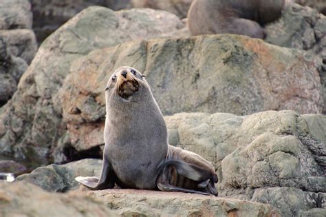 Premium Photo Seal On Rock Formation