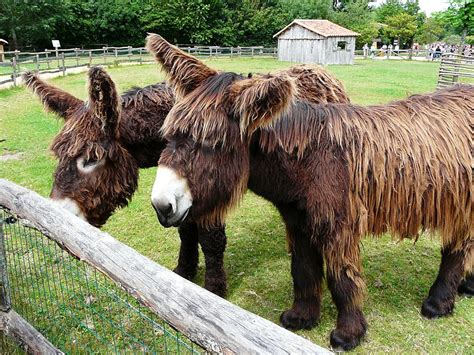 Poitou Donkey