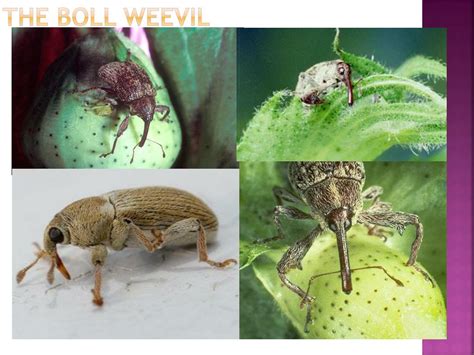 Ppt Boll Weevil Powerpoint Presentation Free Download Id1971275