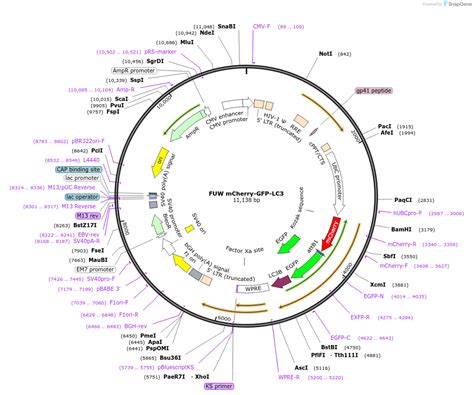 Addgene Fuw Mcherry Gfp Lc3
