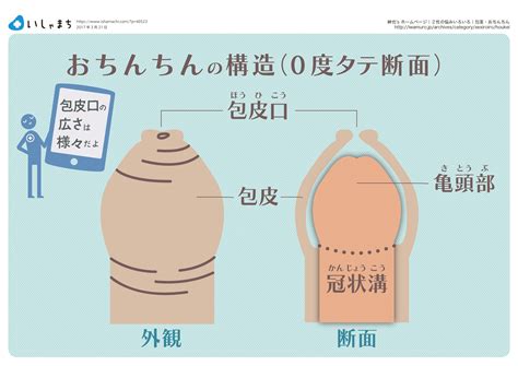 おちんちんの構造 0度タテ断面 図解 いしゃまち