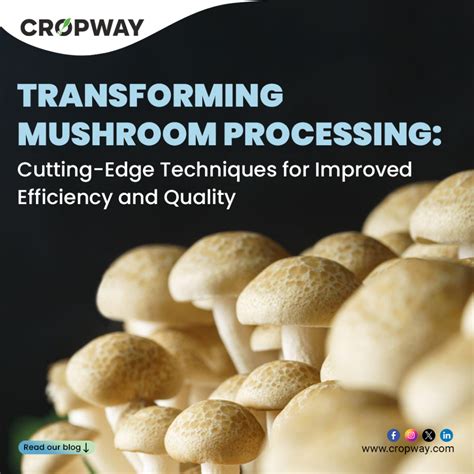 Transforming Mushroom Processing Cutting Edge Techniques For Improved