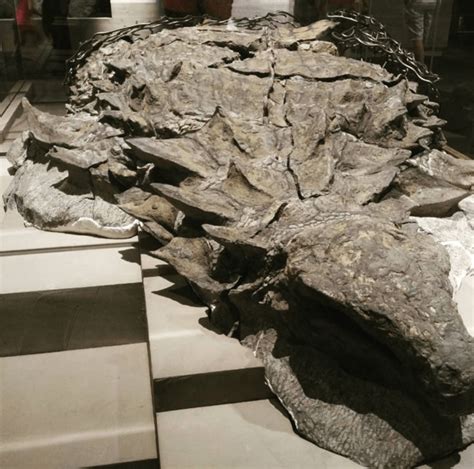 3 Incredible Dinosaur Fossils I Know Dino I Know Dino The Big Dinosaur Podcast