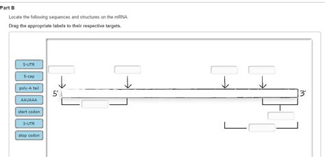 Solved Problem 95 A Portion Of A Dna Template Strand Has The