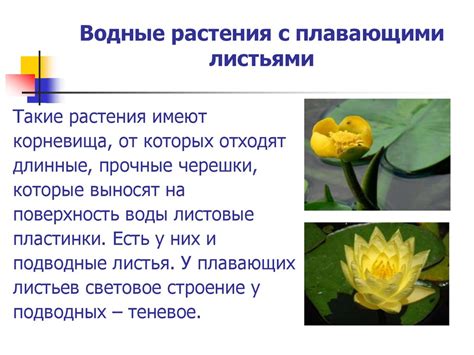 Экологические группы растений по отношению к воде Водные растения презентация онлайн