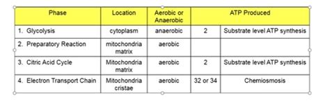 Bio Ch8 Complete Flashcards Quizlet