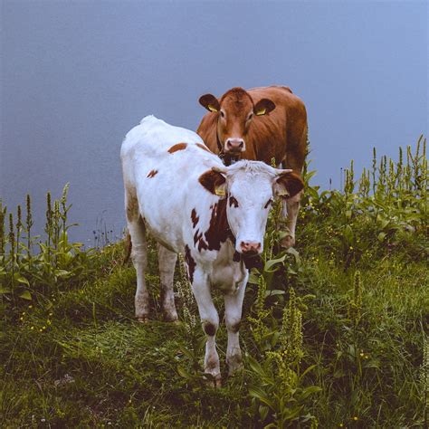 Eclipse Cycle Taurus North Node Scorpio South Node Star Sign Style