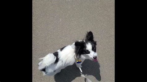 처음 지나가보는 다리가 신기한 뽀삐 강아지 Youtube