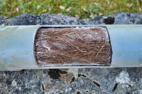 Warning Signs Of Tree Root Intrusion In Your Pipes