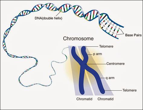 127 Chromosomes Dna Genes And Alleles Biology Notes For Igcse 2014 And 2024