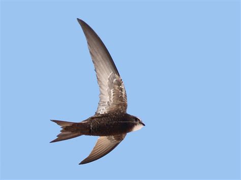Common Swift Ebird Common Swift Ebird