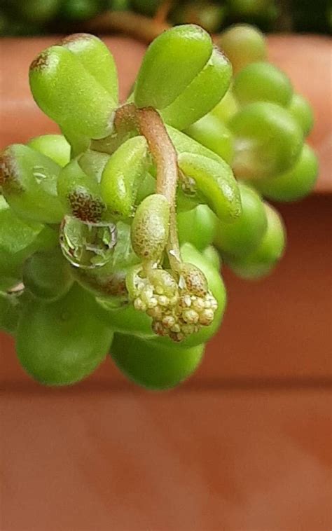 How To Grow Sedum Oreganum Earthone