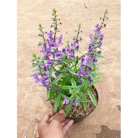 Jual Pohon Bunga Lavender Angelonia Pot Cantik Media Tanam Shopee