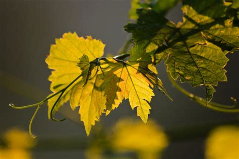Vueelement封装一个填写和校验ip地址的组件 知乎