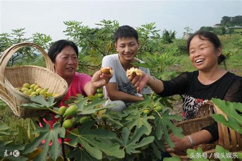 農村大姐種的無花果熟了成了當地的稀罕物遊客採摘還有老外 每日頭條