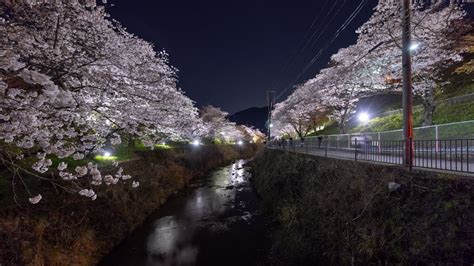 K Cherry Blossoms In Yamanakadani Valley