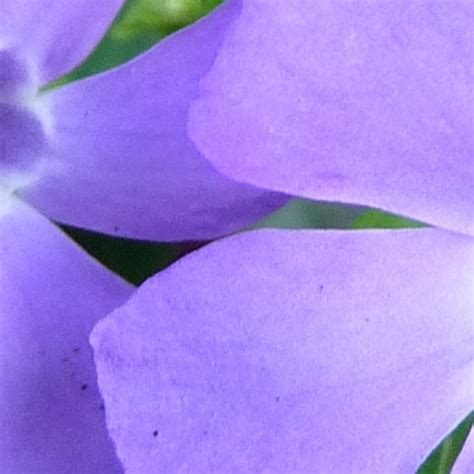 Stream Vinca Minor Mass By Offbeatspecter Listen Online For Free On