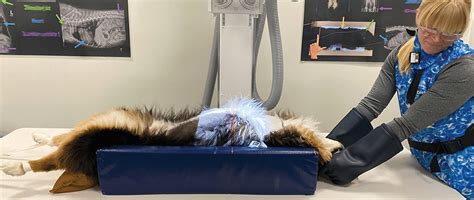 Todays Veterinary Nurse On Linkedin Radiographic Soft Tissue