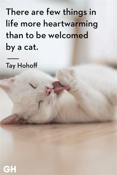 Cat Love Quotes In English