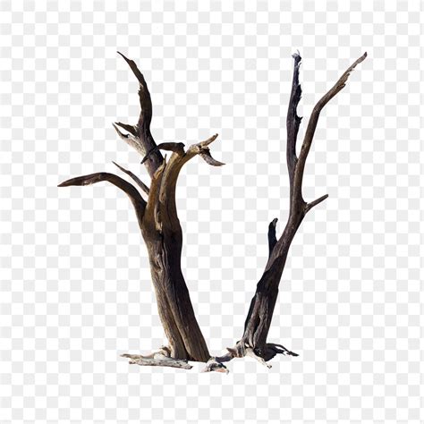 Naked Tree Png Sticker Transparent Premium PNG Rawpixel