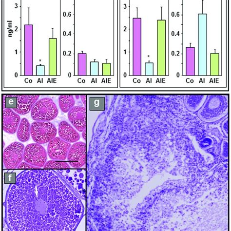 Effects Of Aromatase Inhibition On Synthesis Of Sex Steroids And