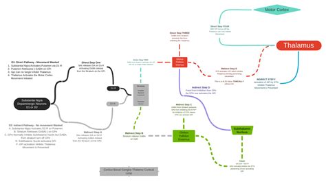 Cortico Basal Ganglia Thalamo Cortical Loop Globus Pallidus Externus…