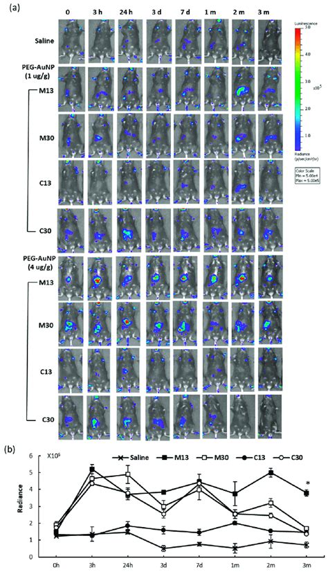 Bioluminescence In Reporter Mice In Response To Intravenous Pegylated