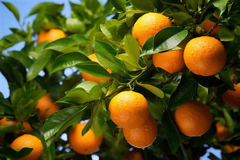 42 각얼음 무료 다운로드 사진 그림 및 배경 이미지 Pngtree