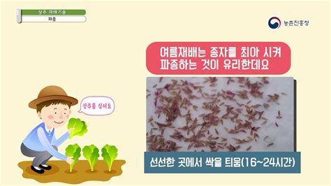 상추 재배기술 2 파종 Youtube