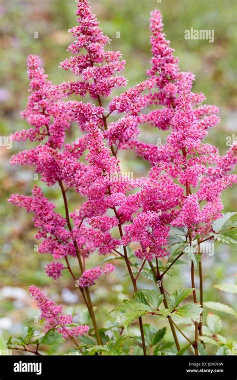 Feathery Pink Flowers In The Stems Of The Ornamental Summer Flowering