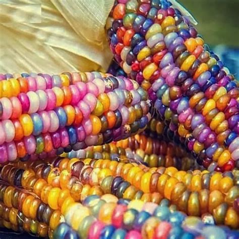 خرید و قیمت بذر پاپ کرن رنگی یک عدد کد7 از غرفه گلخانه باغ بهشت