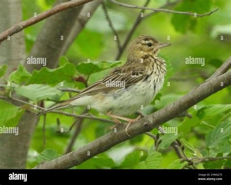 Tree Pipit Anthus Trivialis Stock Photo Alamy