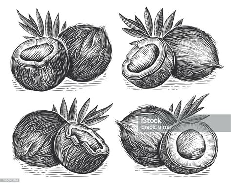 코코넛 신선한 열대 견과류와 야자 잎 손으로 그린 스케치 벡터 삽화 빈티지 조각 스타일 0명에 대한 스톡 벡터 아트 및 기타 이미지 0명 개체 그룹 건강한 생활방식