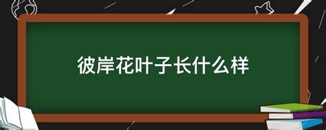 彼岸花叶子长什么样 业百科