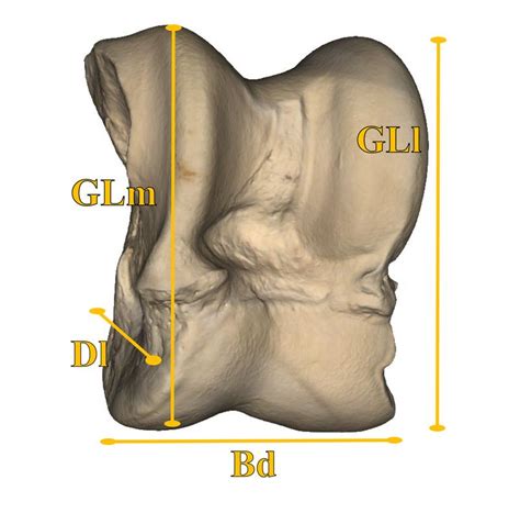 Male Or Female Ai Enables Sex Determination Of Sheep Based On Their Talus Bone