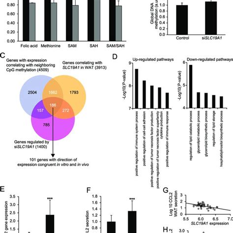 The Link Among Slc19a1 Dna Methylation And Gene Expression Based On