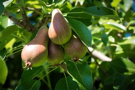 Садівники розповіли як врятувати грушу від іржі Читайте на Ukr Net