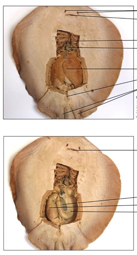 Stingray Internal Anatomy Diagram Quizlet
