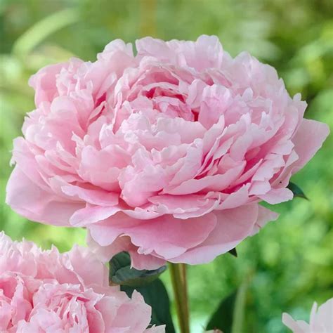 Longfield Gardens Peony Perennial Garden 9 Roots Costco