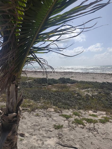 해변 코코넛 나무 Pixabay의 무료 사진 Pixabay