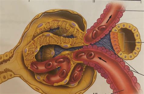 Juxtaglomerular Apparatus Diagram Quizlet