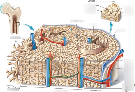 Microstructure Of A Long Bone Diagram Quizlet