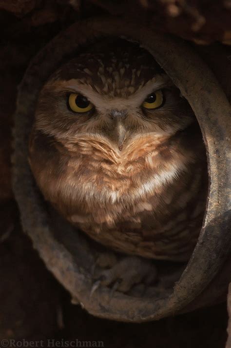 Pipe Of Doom By Robbobert On Deviantart