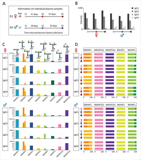 Human Igg Subclasses Differ In The Structural Elements Of Their N