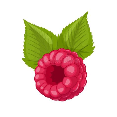 Raspberry Leaf Cartoon Vector Illustration Stock Illustration Illustration Of Summer Leaves